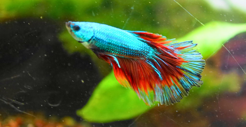 12 Most Vibrant Animals That Are Filled with Color | animalplanethq.com