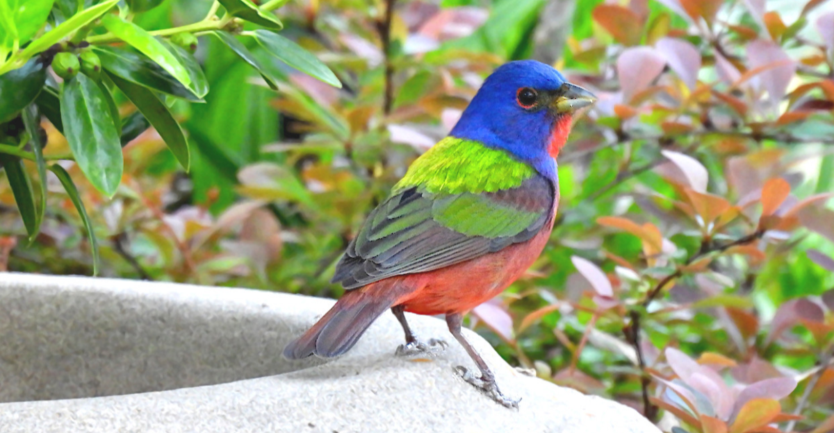 12 Most Vibrant Animals That Are Filled with Color | animalplanethq.com
