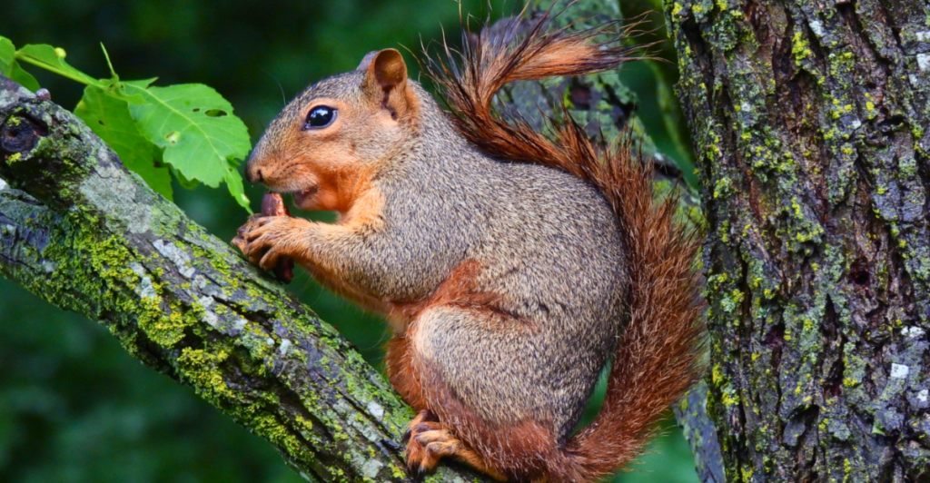 World’s Biggest Squirrels by Weight and Where to Find Them ...