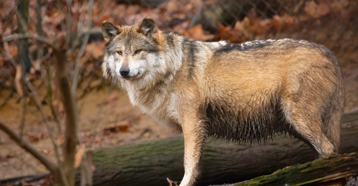 Top Endangered Wolves That Are on the Verge of Extinction ...