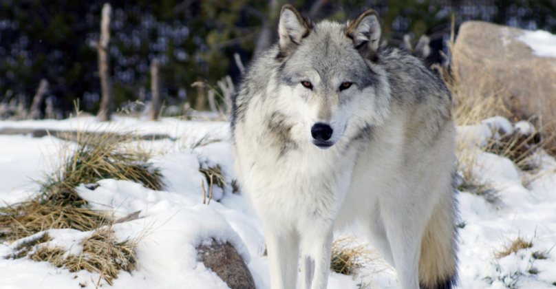 7 Iconic Wolf Species Found in North America | animalplanethq.com