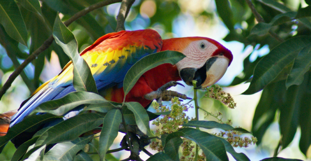 12 Most Vibrant Animals That Are Filled with Color | animalplanethq.com
