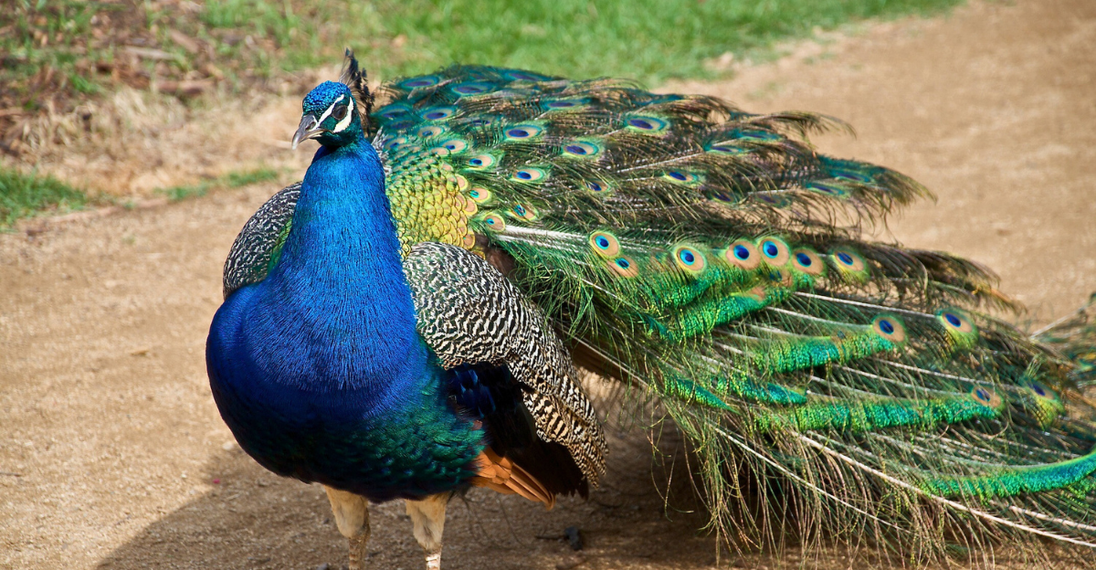 12 Most Vibrant Animals That Are Filled with Color | animalplanethq.com