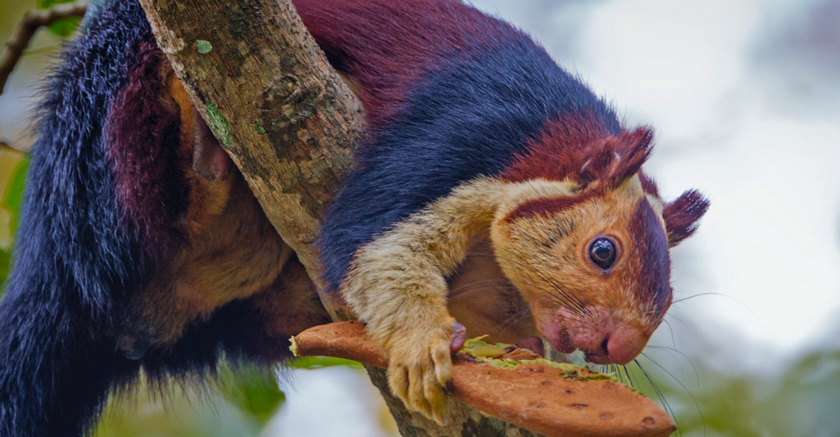 World’s Biggest Squirrels by Weight and Where to Find Them | animalplanethq.com