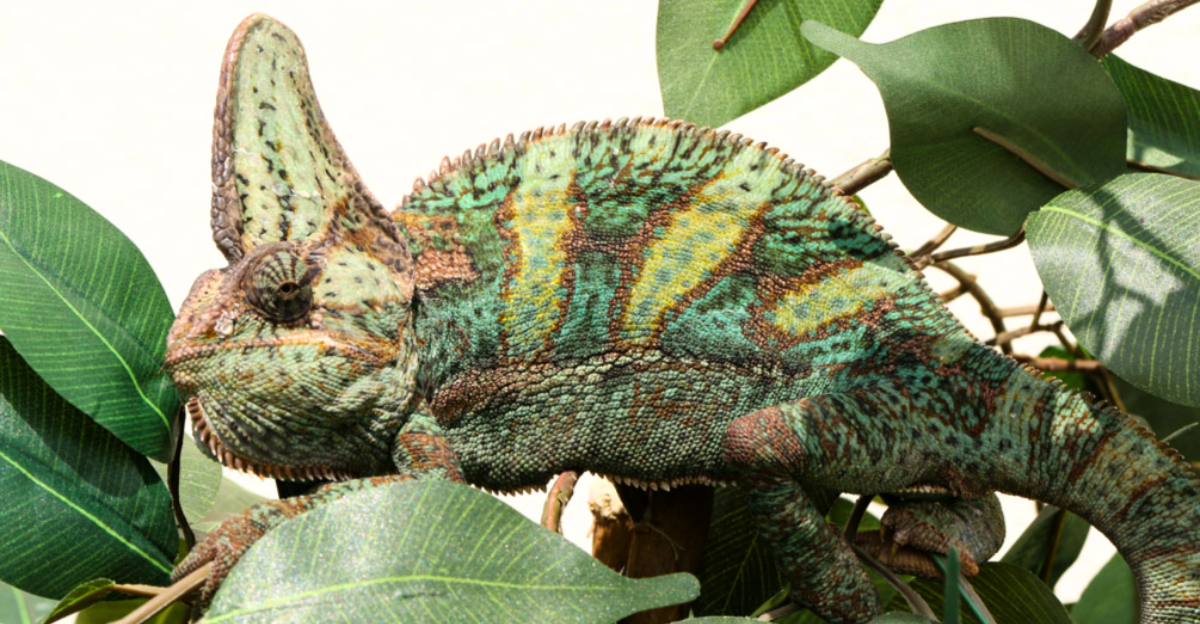 12 Most Vibrant Animals That Are Filled with Color | animalplanethq.com