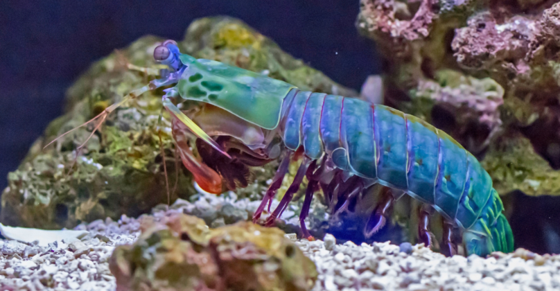 12 Most Vibrant Animals That Are Filled with Color | animalplanethq.com