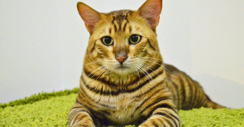 The 12 Newest Cat Breeds Discovered | animalplanethq.com