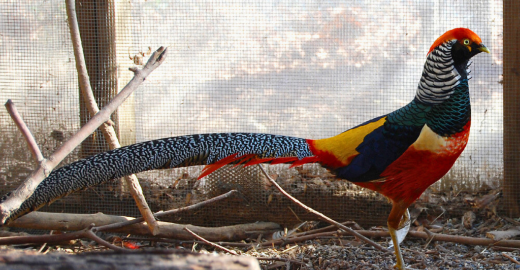 12 Most Vibrant Animals That Are Filled with Color | animalplanethq.com