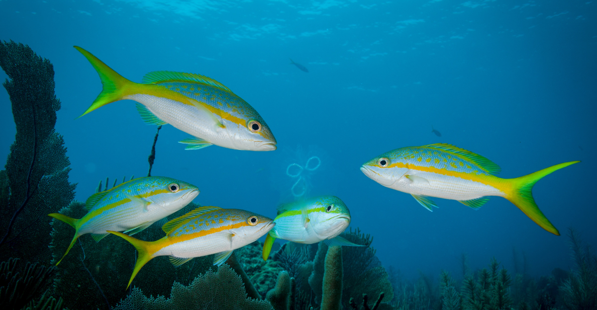 The Top 10 Most Hunted Animals Of 2024 | animalplanethq.com