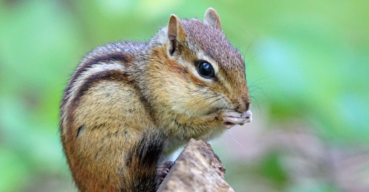 The Top 10 Most Hunted Animals Of 2024 | animalplanethq.com
