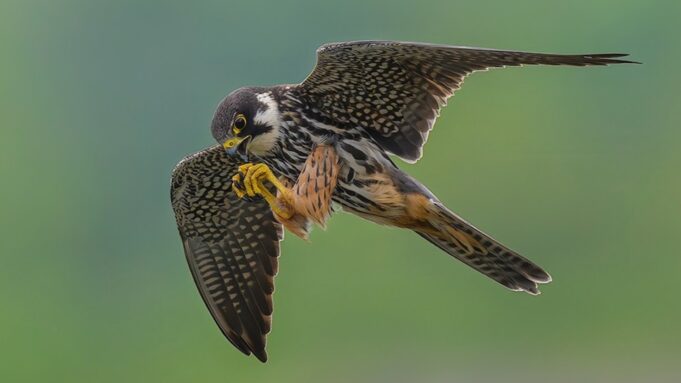 The 13 Fastest Flying Animals in the World Ranked | animalplanethq.com
