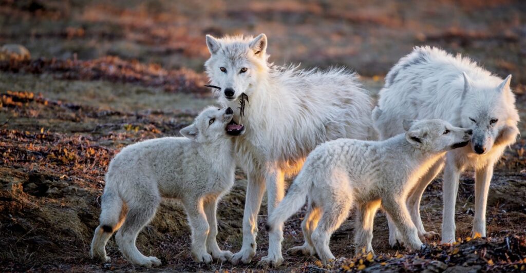 Top Endangered Wolves That Are on the Verge of Extinction ...