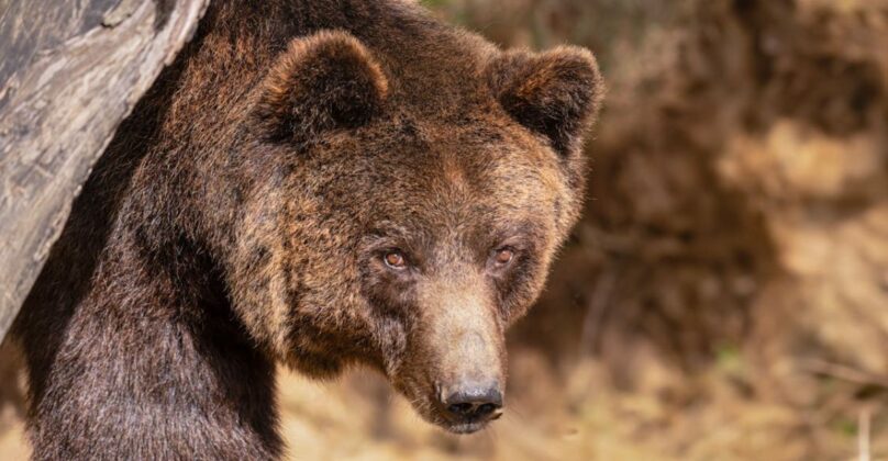12 Traits of Grizzly Bears That Defy Expectations | animalplanethq.com