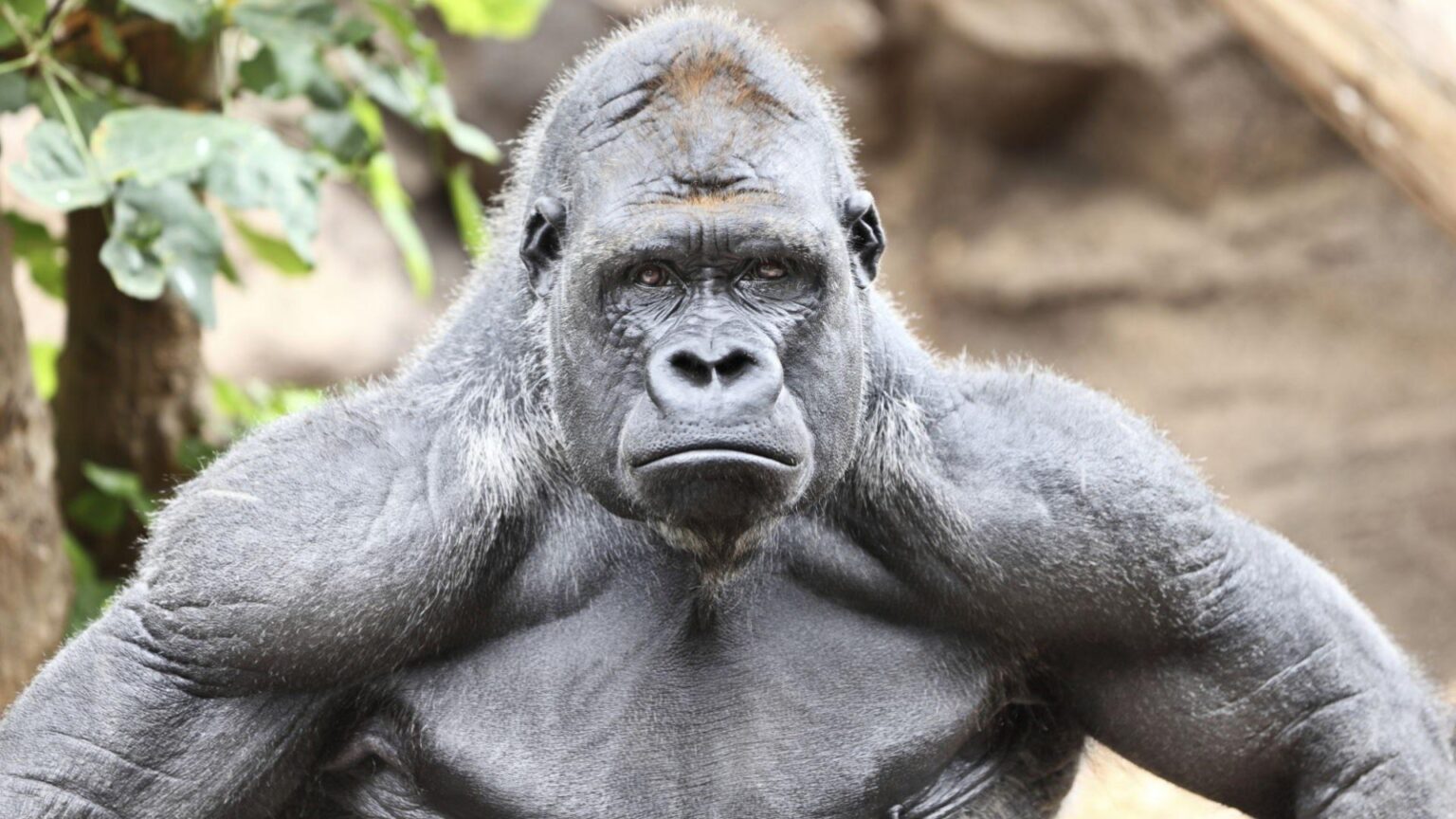 11 Strongest Animals On Earth and Where to Find Them | animalplanethq.com