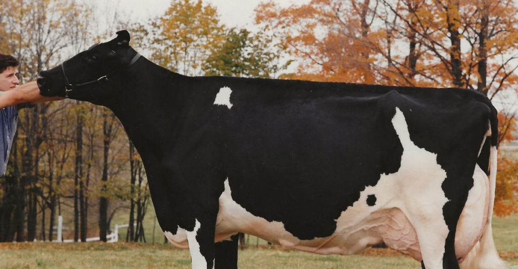 10 Most Expensive Cows Ever Sold – The Cattle Industry’s Elite ...