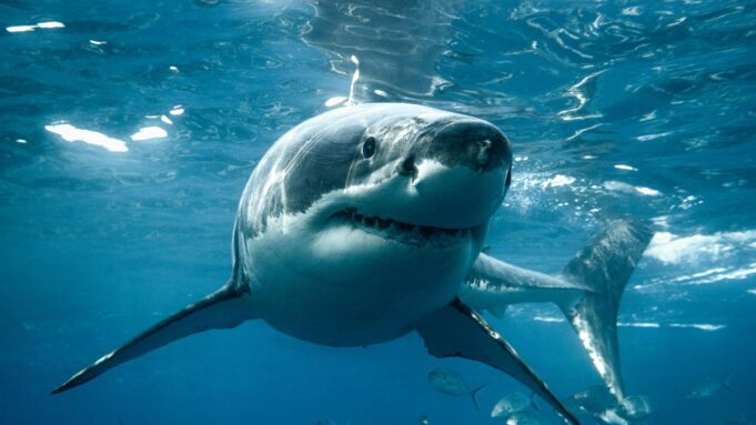 The 12 Most Aggressive Sharks and Where to Find Them | animalplanethq.com
