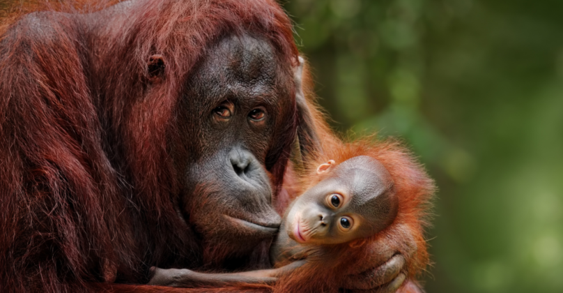 9 Animals That Share the Most DNA With Humans | animalplanethq.com