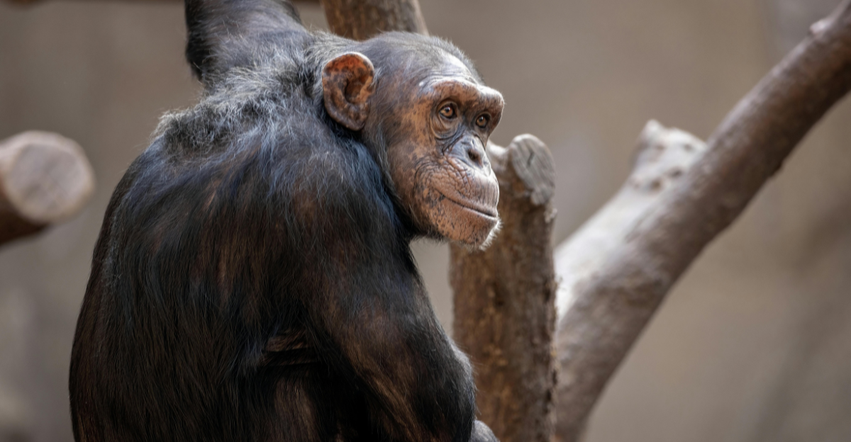 Decades of Teaching Apes Sign Language – Yet They’ve Never Asked Humans ...
