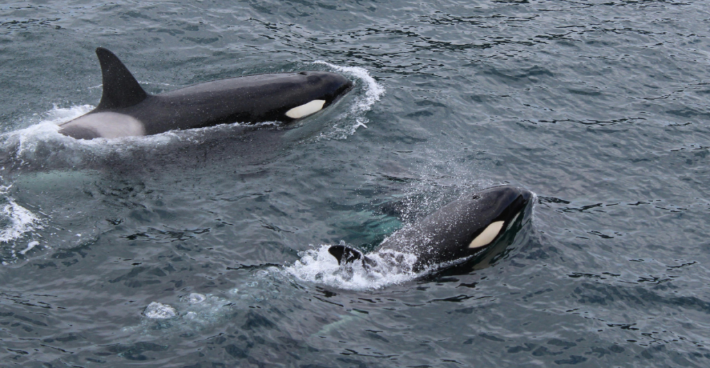 Orcas Are Moving Into the Arctic—What Could This Mean for Marine Life ...
