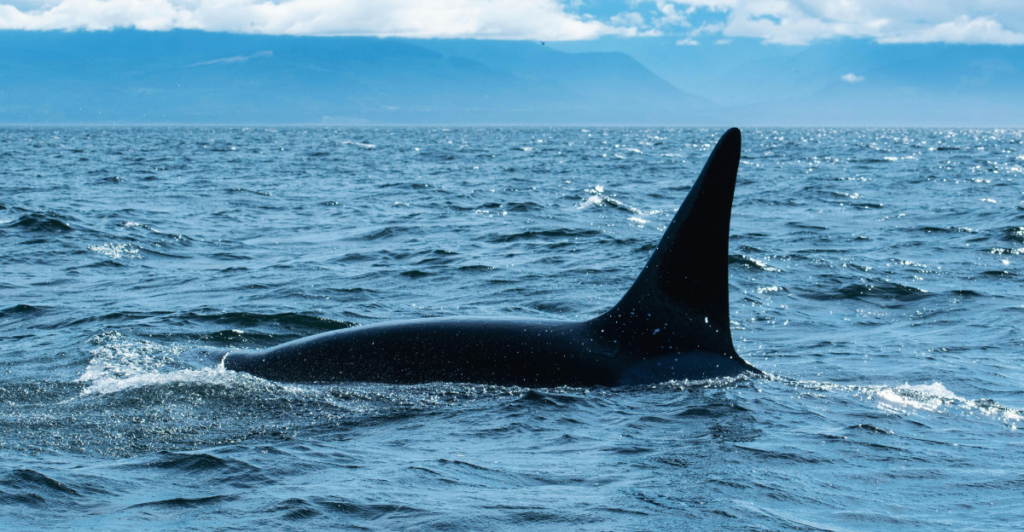 Orcas Are Moving Into the Arctic—What Could This Mean for Marine Life ...