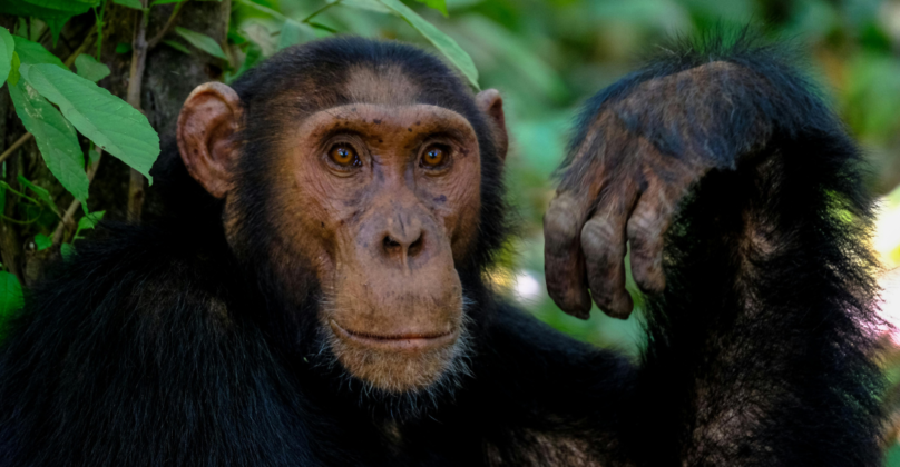 Decades of Teaching Apes Sign Language – Yet They’ve Never Asked Humans ...