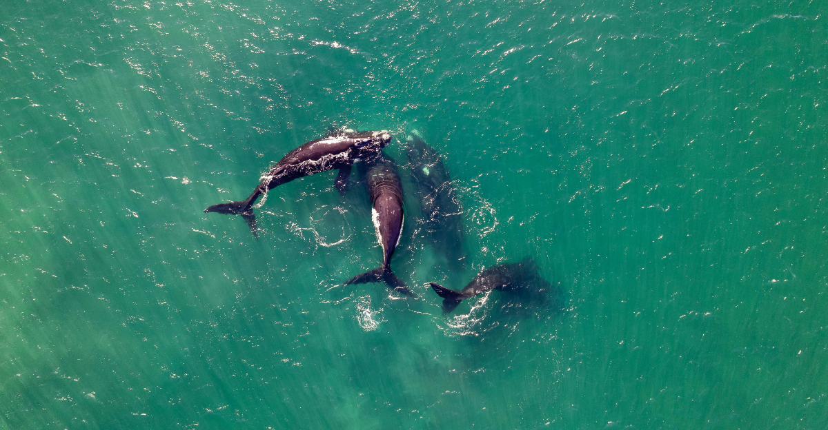 Orcas Are Moving Into the Arctic—What Could This Mean for Marine Life ...