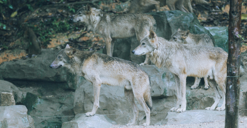 7 Iconic Wolf Species Found in North America | animalplanethq.com