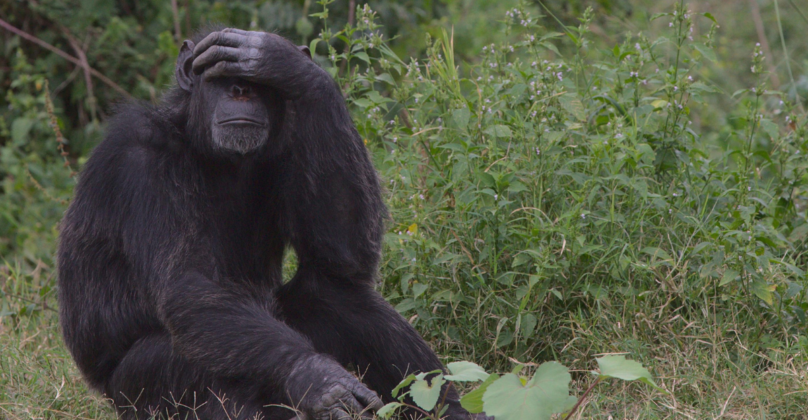 Decades of Teaching Apes Sign Language – Yet They’ve Never Asked Humans ...
