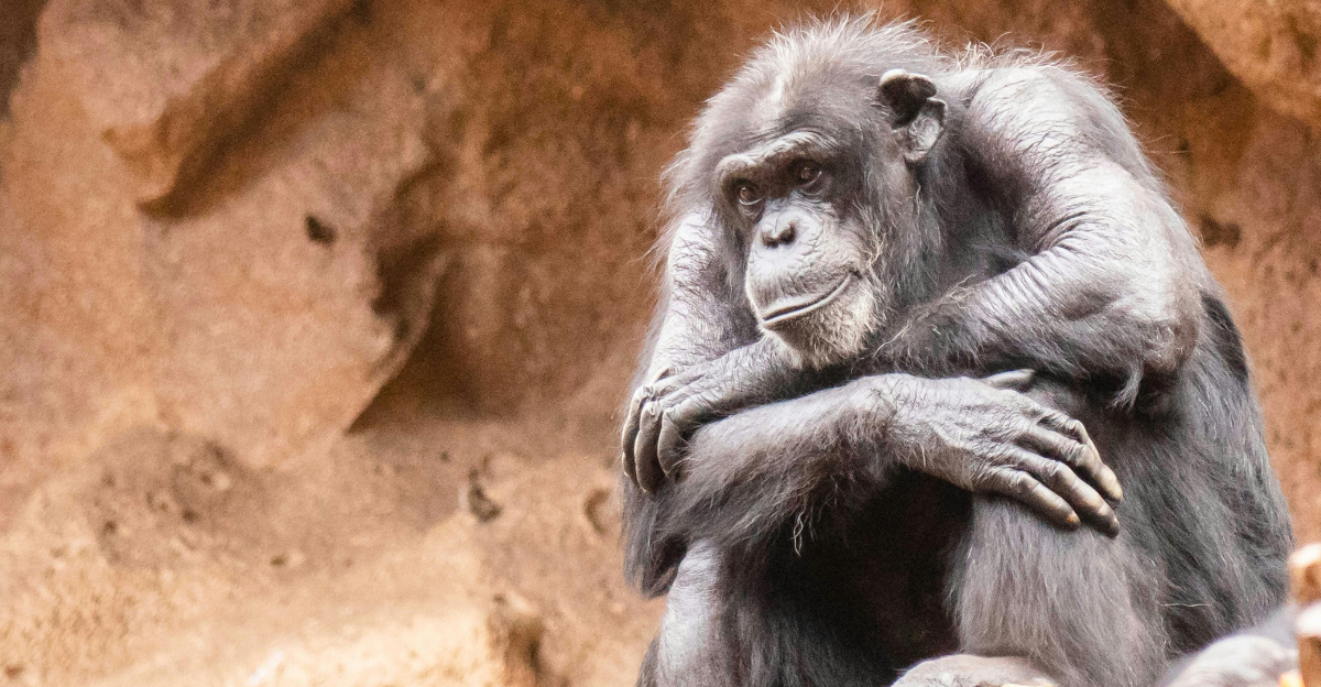 Decades of Teaching Apes Sign Language – Yet They’ve Never Asked Humans ...