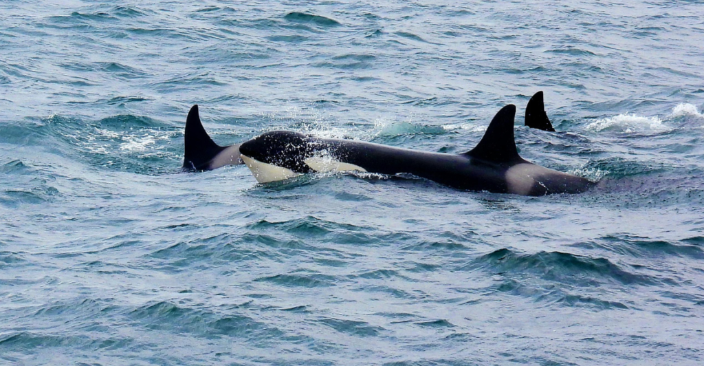 Orcas Are Moving Into the Arctic—What Could This Mean for Marine Life ...