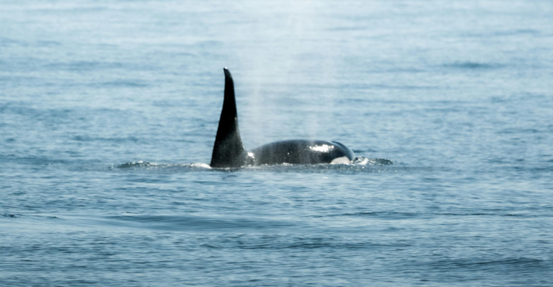 Orcas Are Moving Into the Arctic—What Could This Mean for Marine Life ...