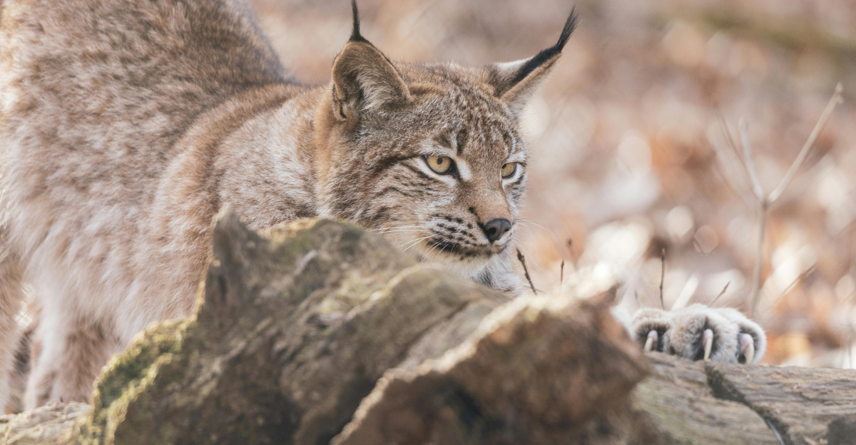 Bobcats vs. Coyotes: How These Predators Differ and Interact ...
