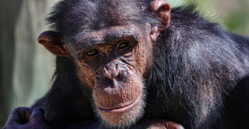 Decades of Teaching Apes Sign Language – Yet They’ve Never Asked Humans ...