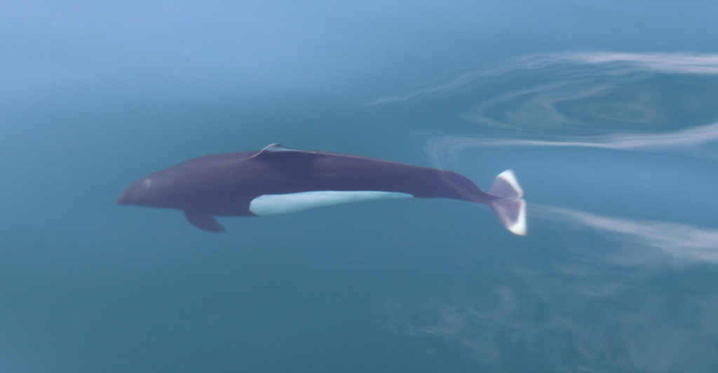 Orcas Are Moving Into the Arctic—What Could This Mean for Marine Life ...