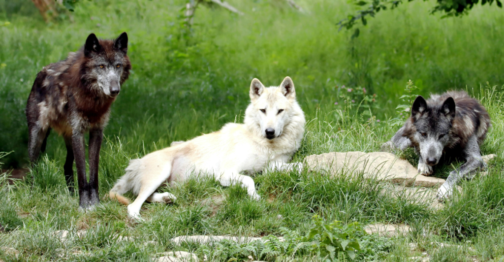 7 Iconic Wolf Species Found in North America | animalplanethq.com
