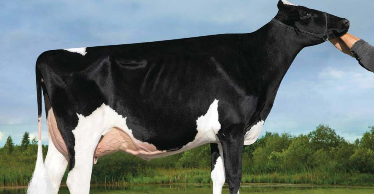 10 Most Expensive Cows Ever Sold – The Cattle Industry’s Elite ...