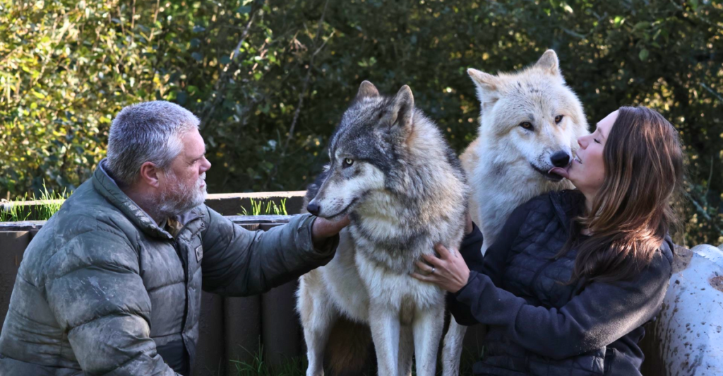 Grey Wolf: What States Make It Legal To Own One | animalplanethq.com
