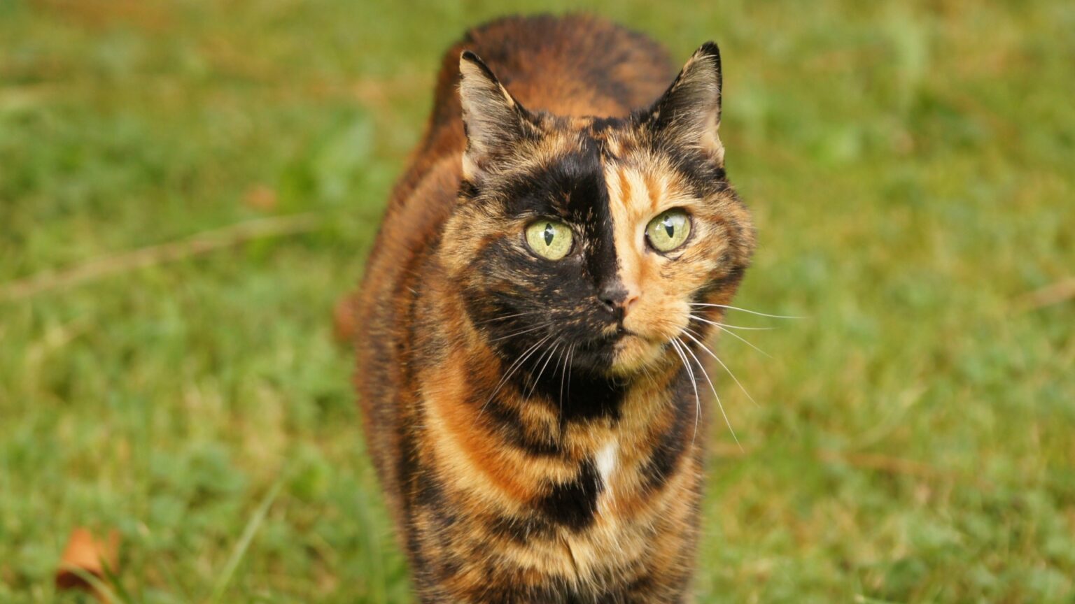 12 Mesmerizing and Unique Cat Fur Patterns | animalplanethq.com