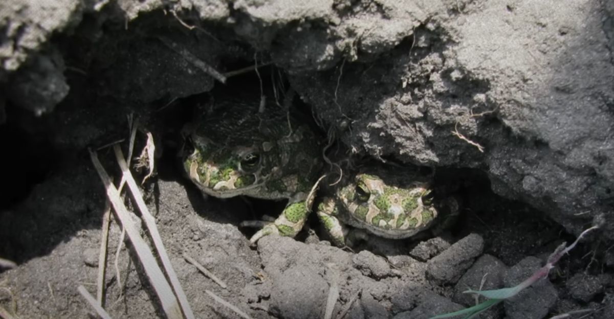 12 Facts About the Devil Frog | animalplanethq.com