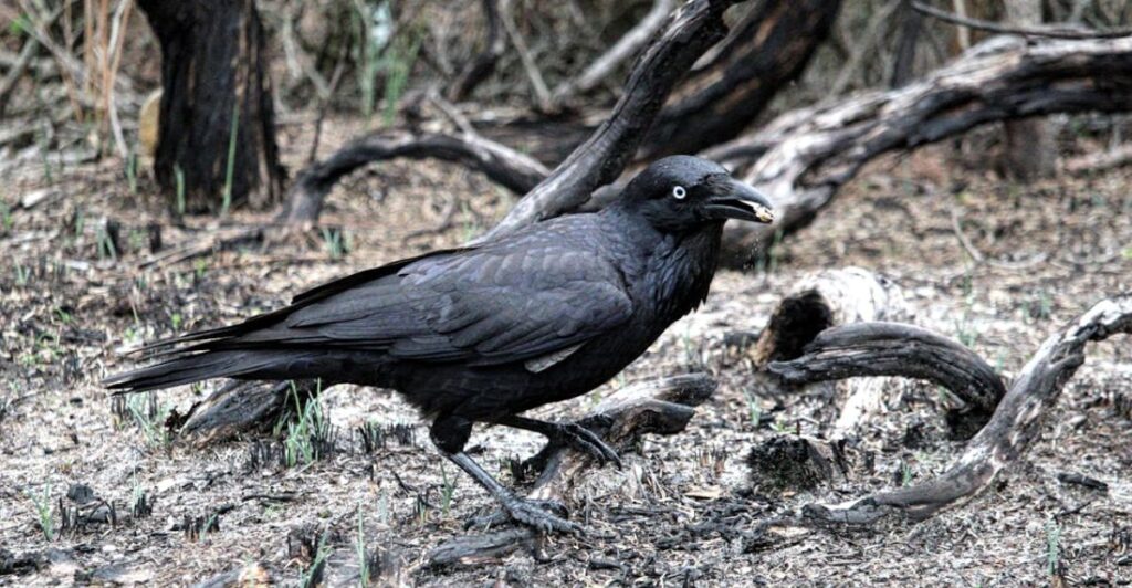 12 Fascinating Ways Crows Interact with Humans | animalplanethq.com