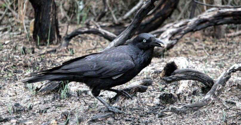 12 Fascinating Ways Crows Interact with Humans | animalplanethq.com