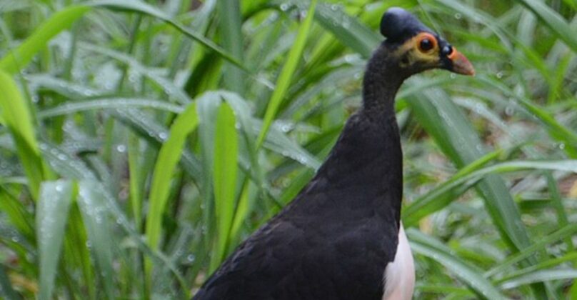 12 Things to Know About the Wallace Line | animalplanethq.com