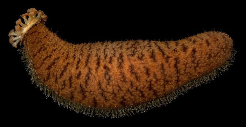 12 Animals With Strikingly Different Blood Colors | animalplanethq.com