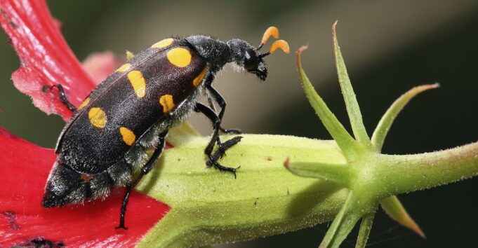 12 Animals With Strikingly Different Blood Colors | animalplanethq.com