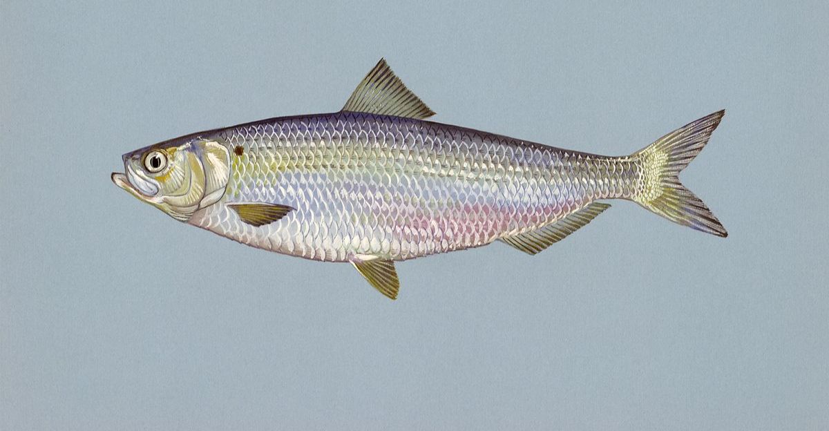 12 Fish Varieties That Could Trigger Allergies | animalplanethq.com