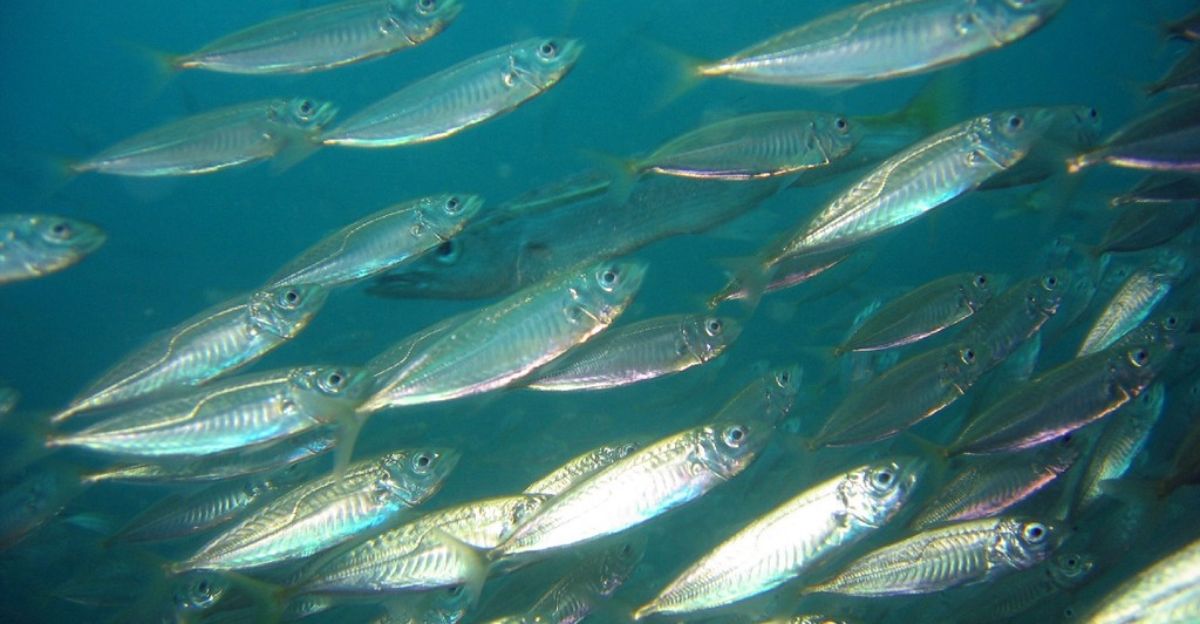 12 Fish Varieties That Could Trigger Allergies | animalplanethq.com