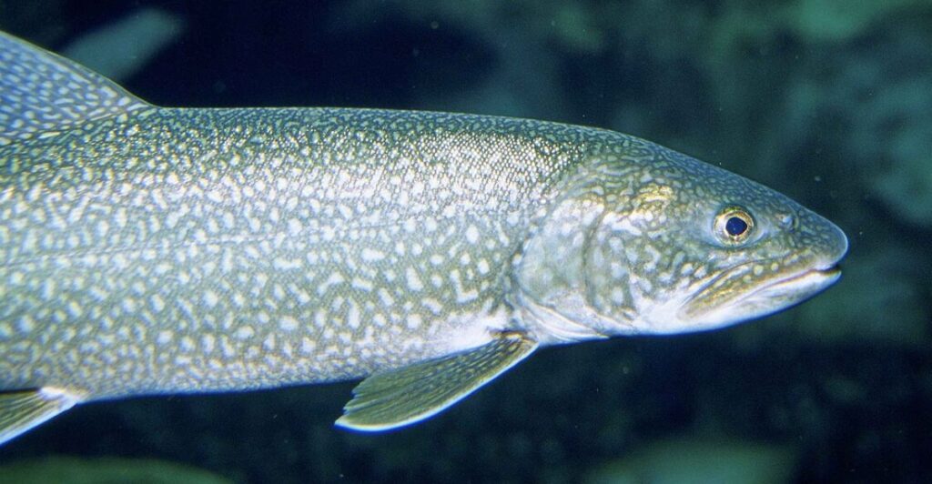 12 Fish Varieties That Could Trigger Allergies | animalplanethq.com