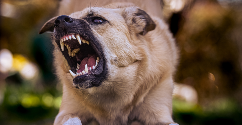 Top 10 Most Aggressive Animals in the World – Don’t Cross Their Path ...
