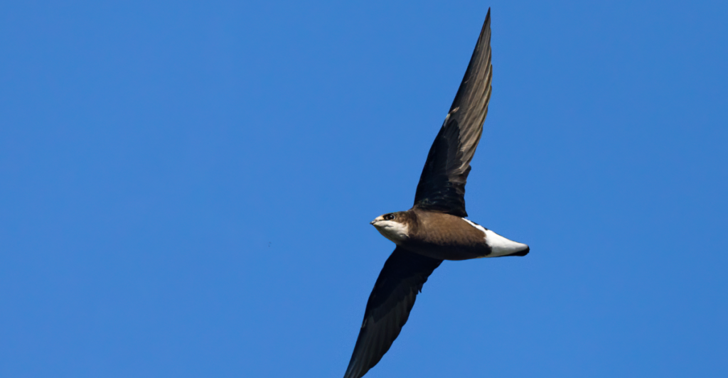 The 13 Fastest Flying Animals in the World Ranked | animalplanethq.com