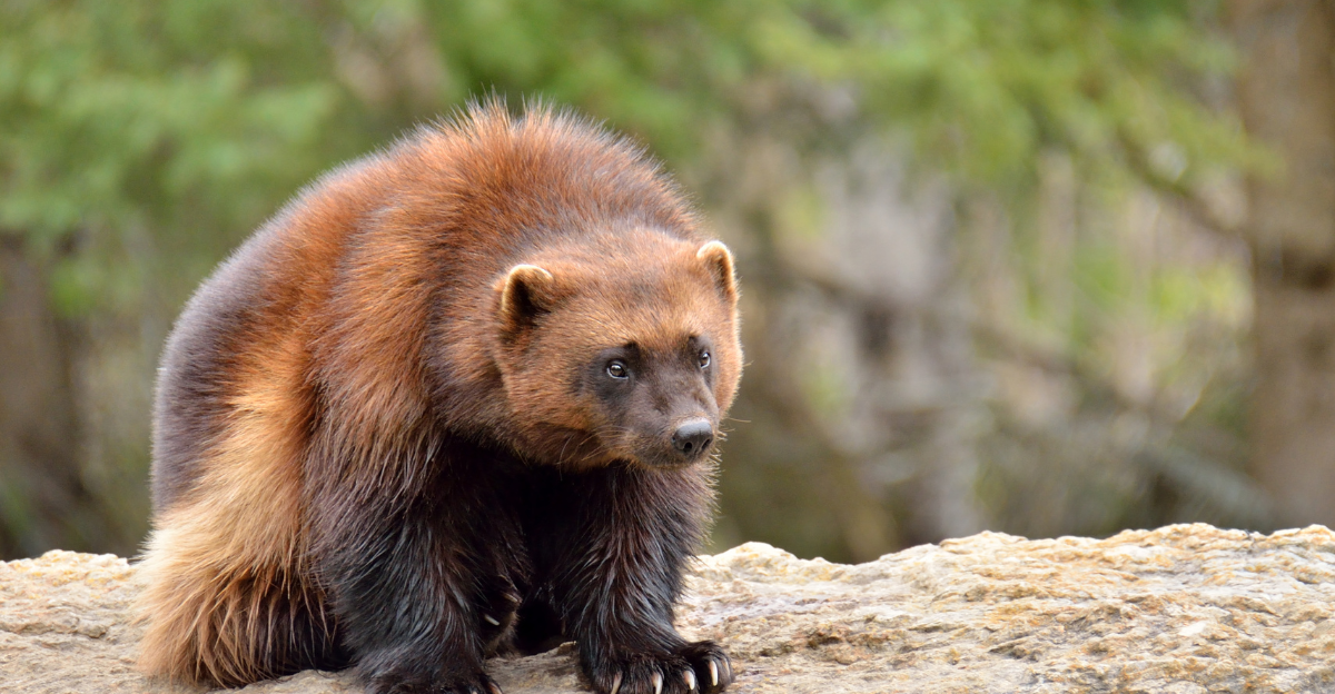 Top 10 Most Aggressive Animals in the World – Don’t Cross Their Path ...